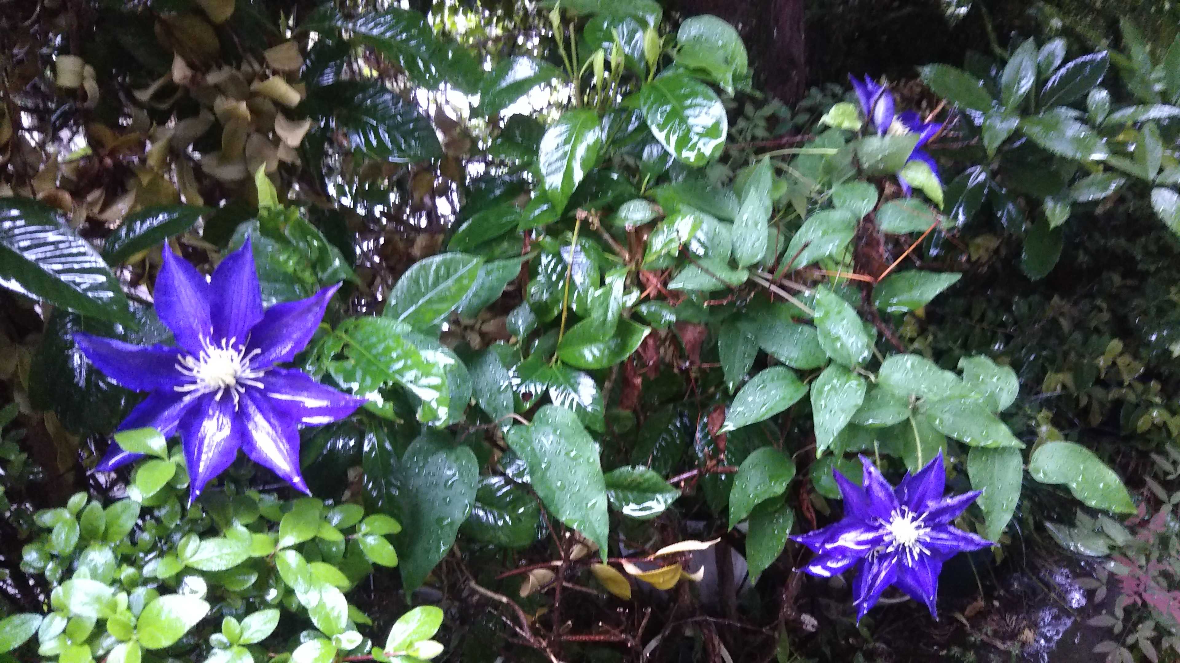 クレマチス_2022｜nuneno｜coconalaブログ