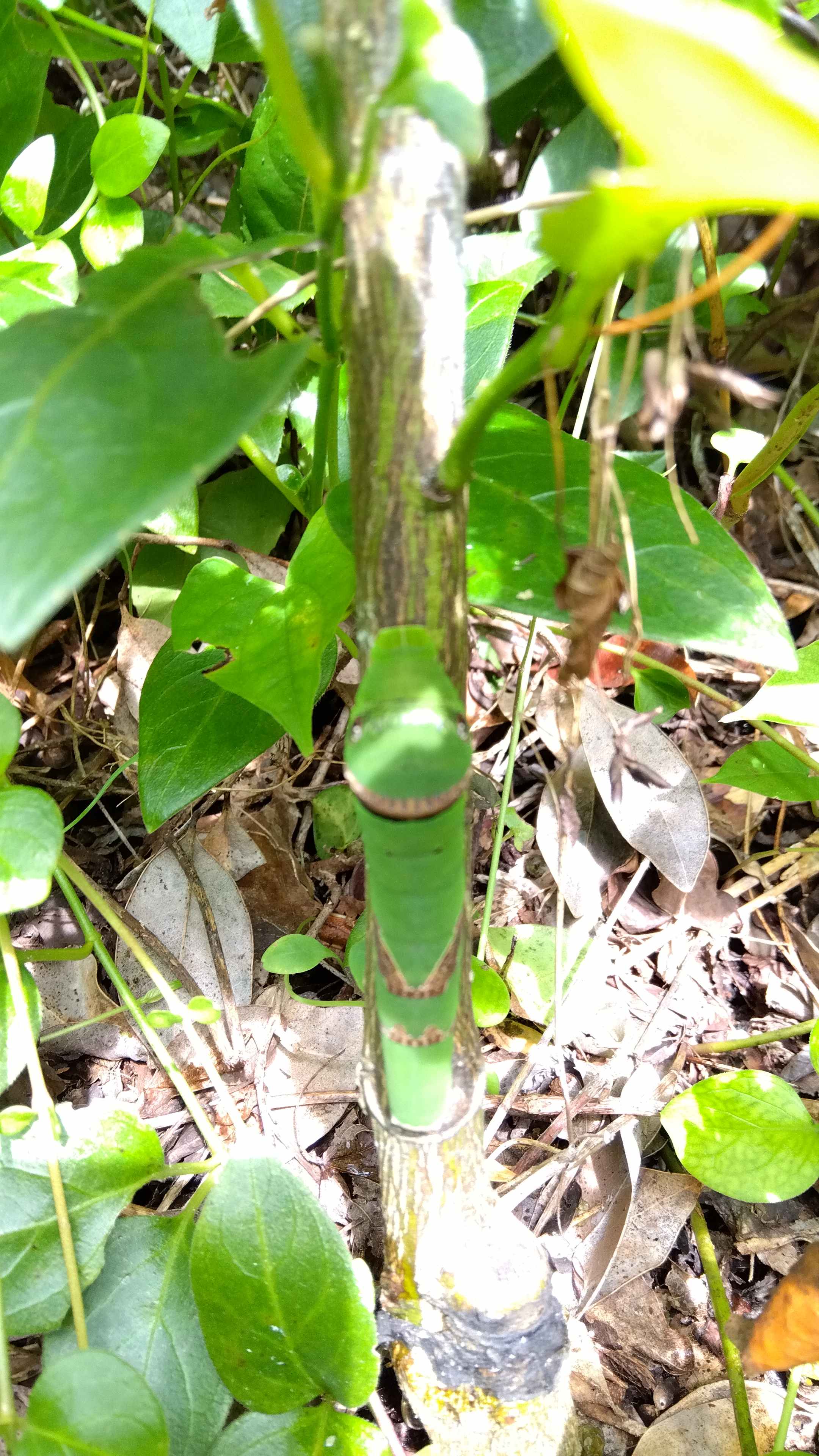 駆け込み終齢サイズ大小様々｜nuneno｜coconalaブログ