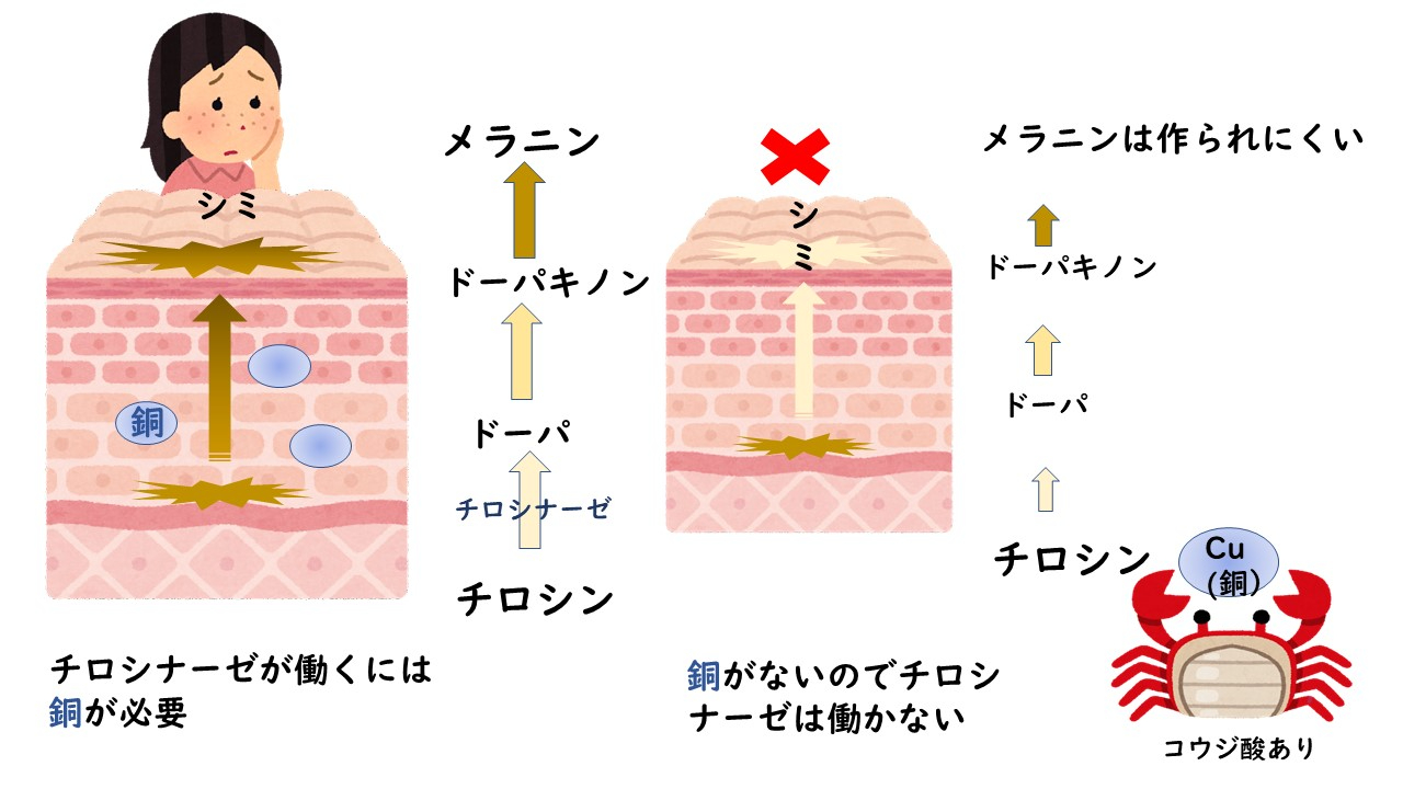 発酵食と美肌｜599 KAMOSHIKA｜coconalaブログ