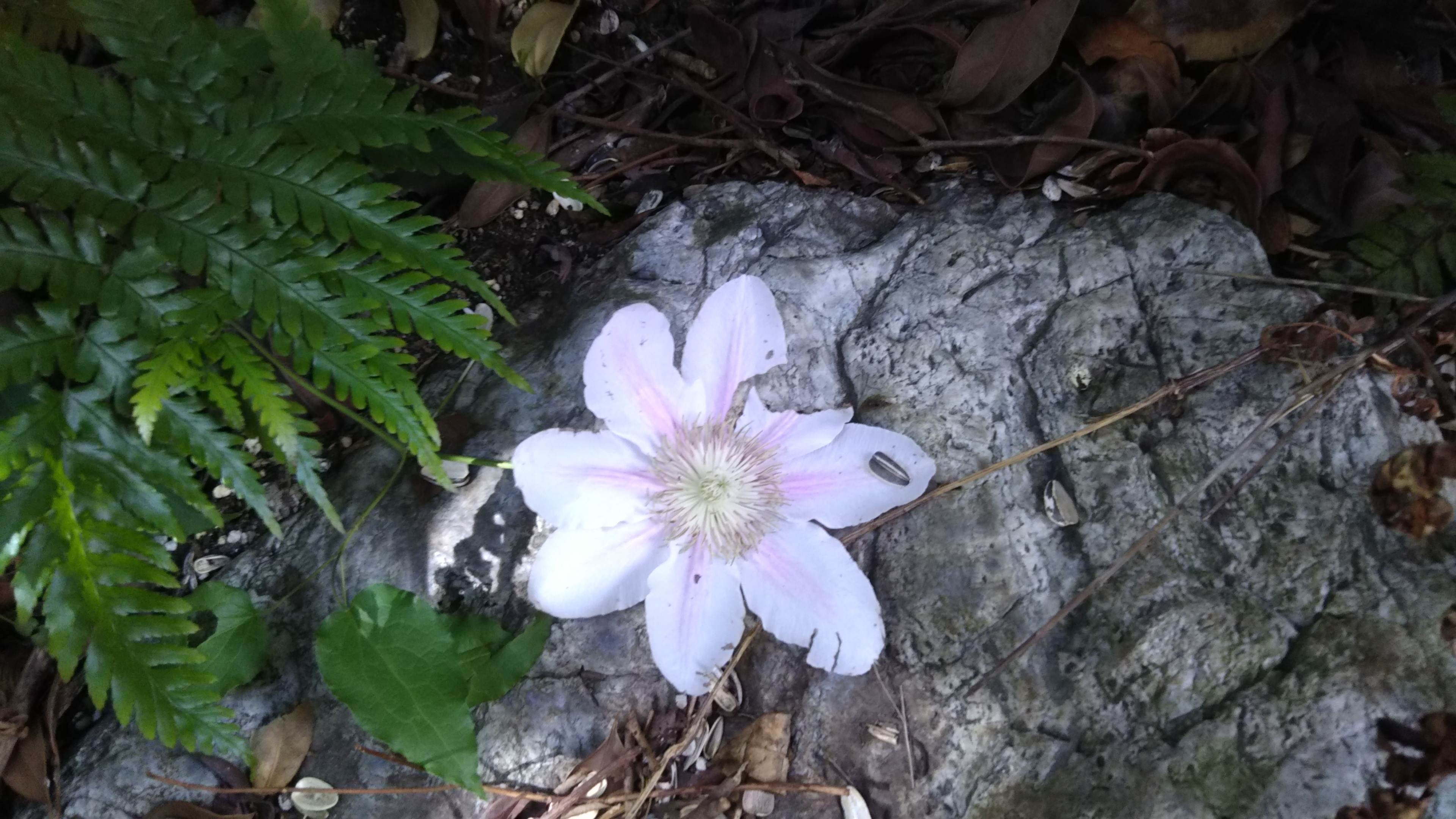 クレマチス_2022｜nuneno｜coconalaブログ