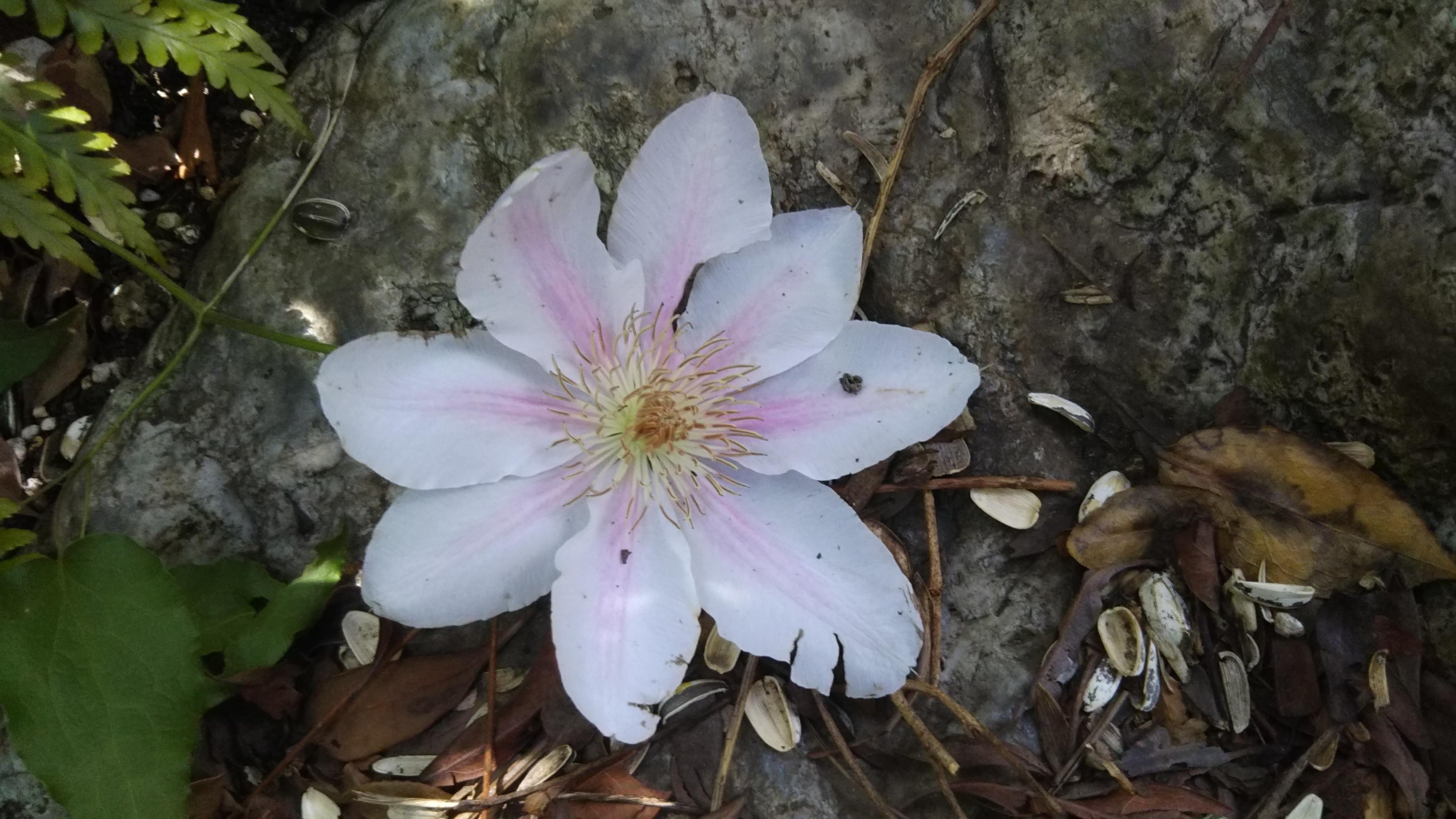 クレマチス_2022｜nuneno｜coconalaブログ