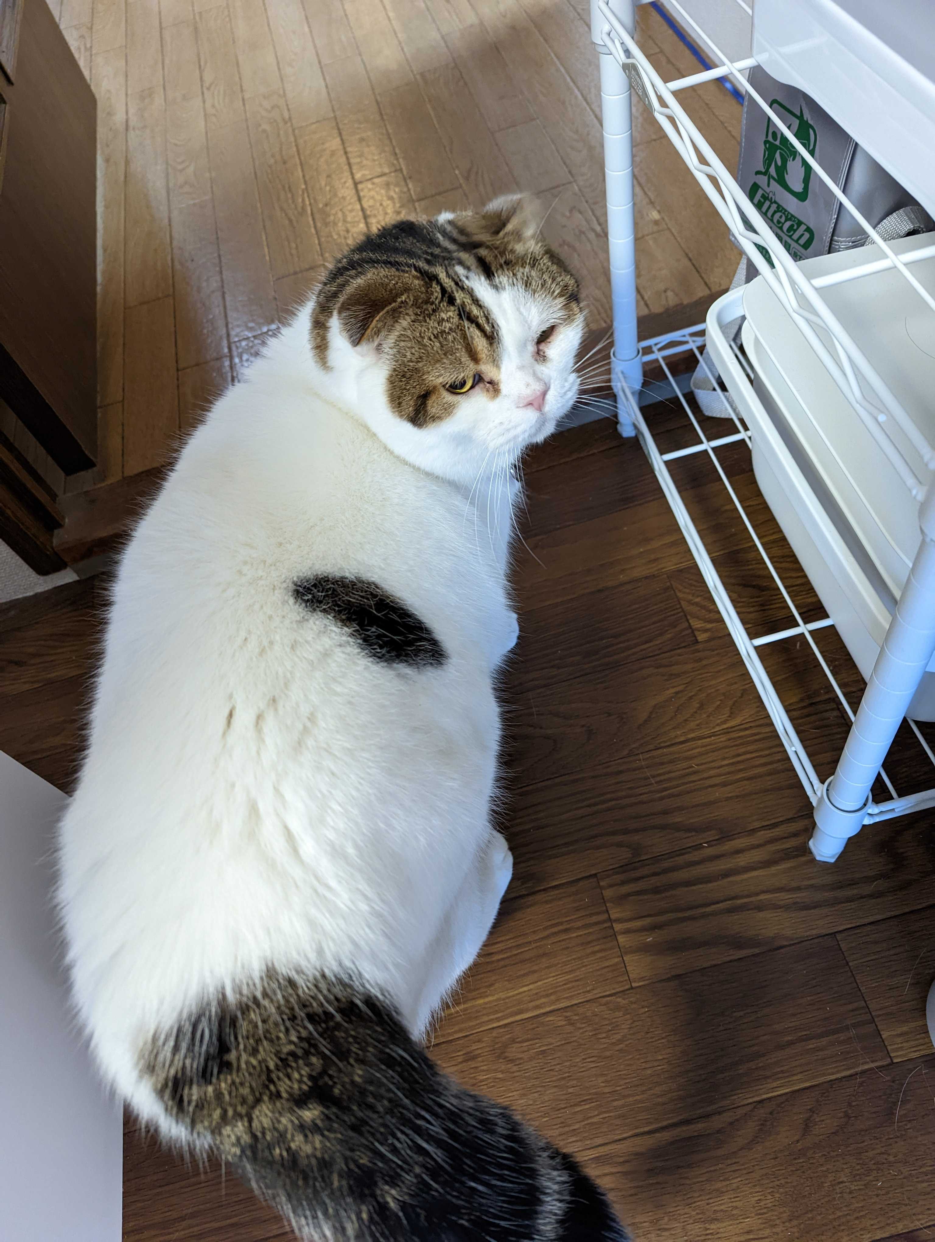 ちょうちょの羽が大事だったんだよ｜Sachiko Uchiyama｜coconalaブログ