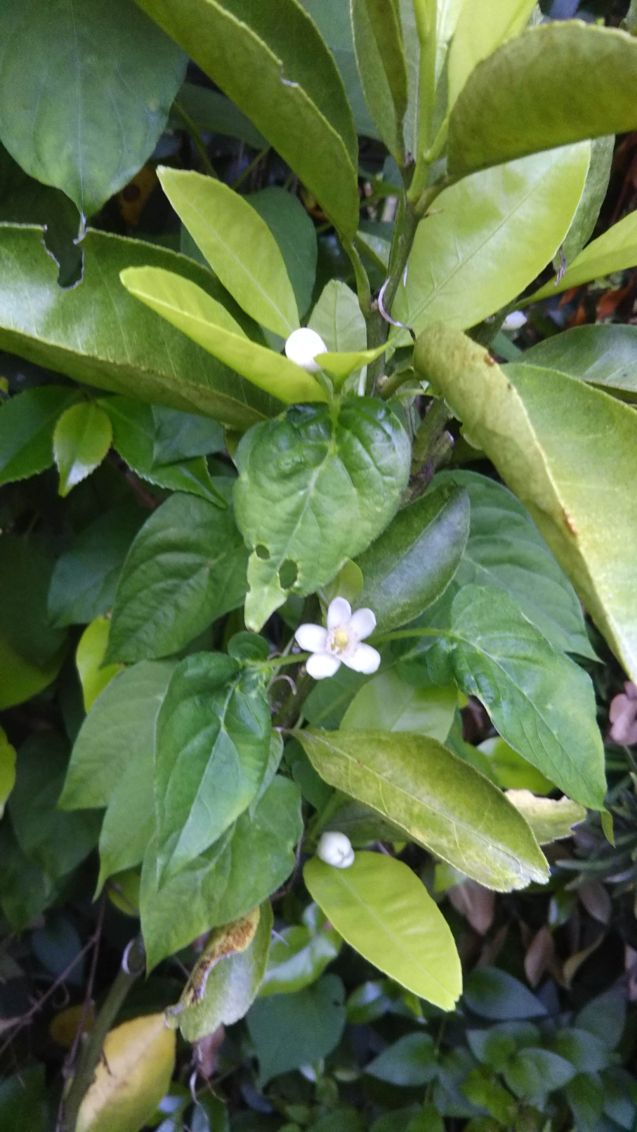 柑橘類の花が咲～いて～いる～｜nuneno｜coconalaブログ