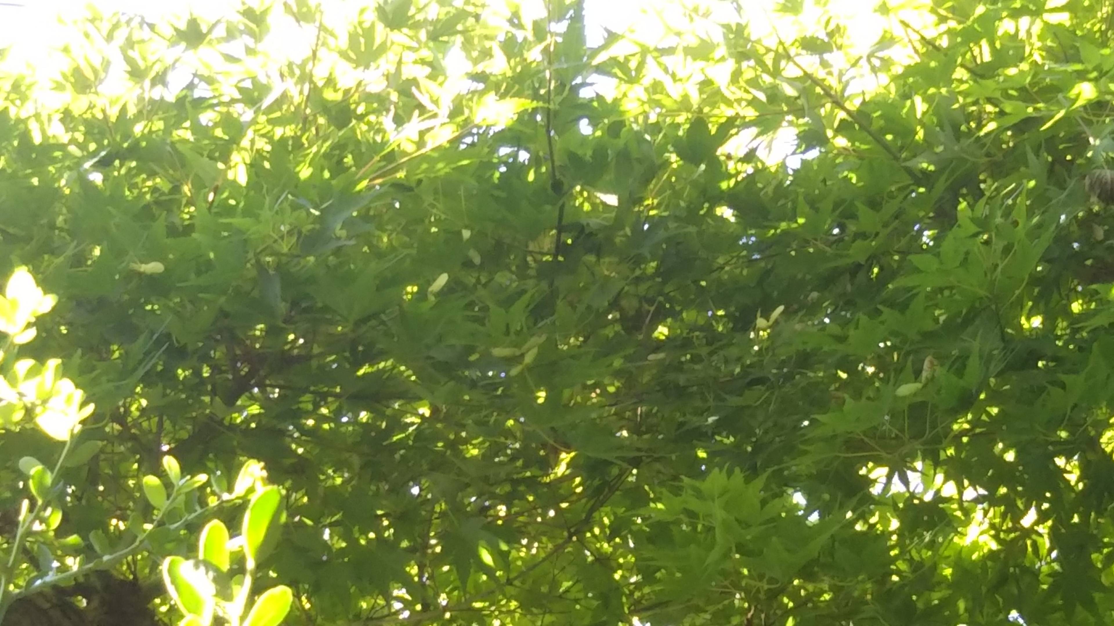 待機中の翼果｜nuneno｜coconalaブログ