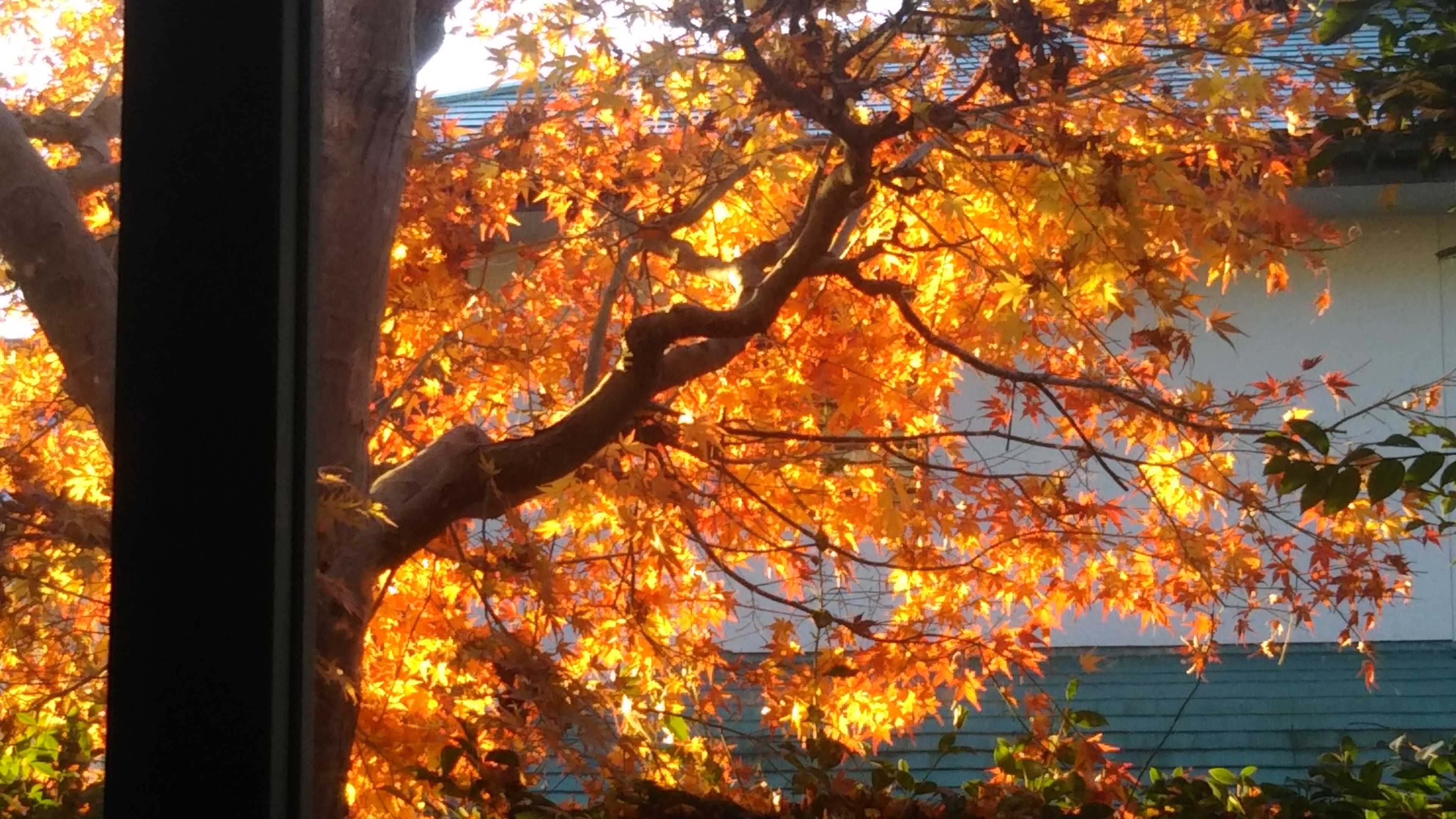 アレコレ12月｜nuneno｜coconalaブログ