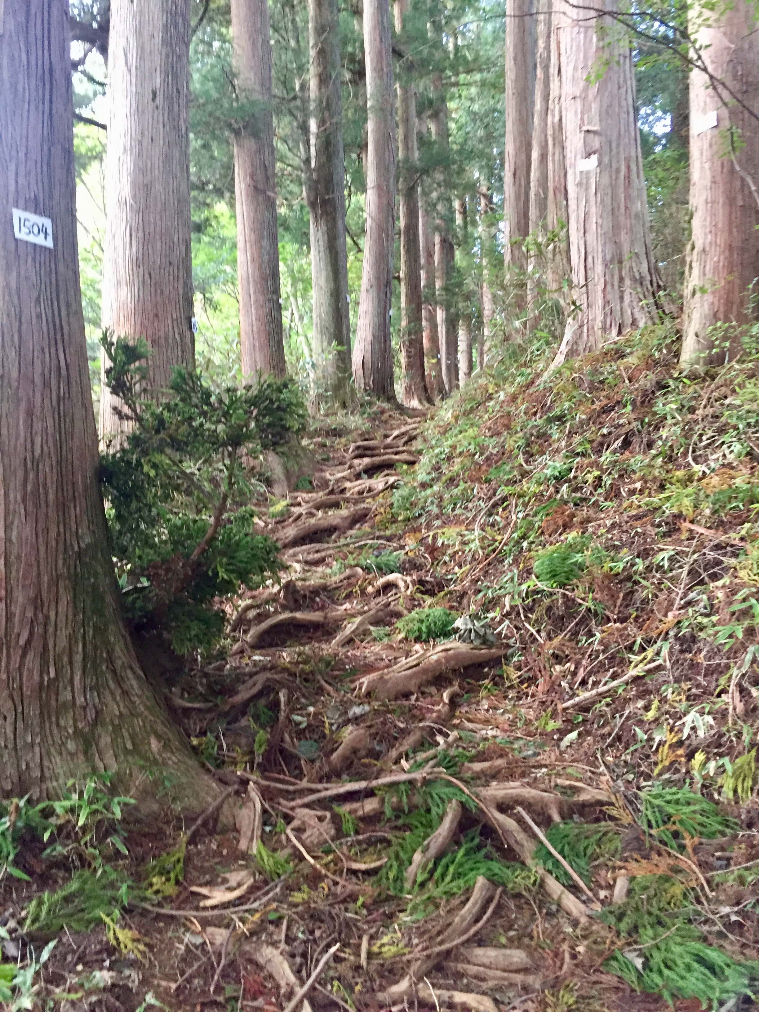 太占（フトマニ）祭場 日本最古の占い｜cocoroココロ｜coconalaブログ