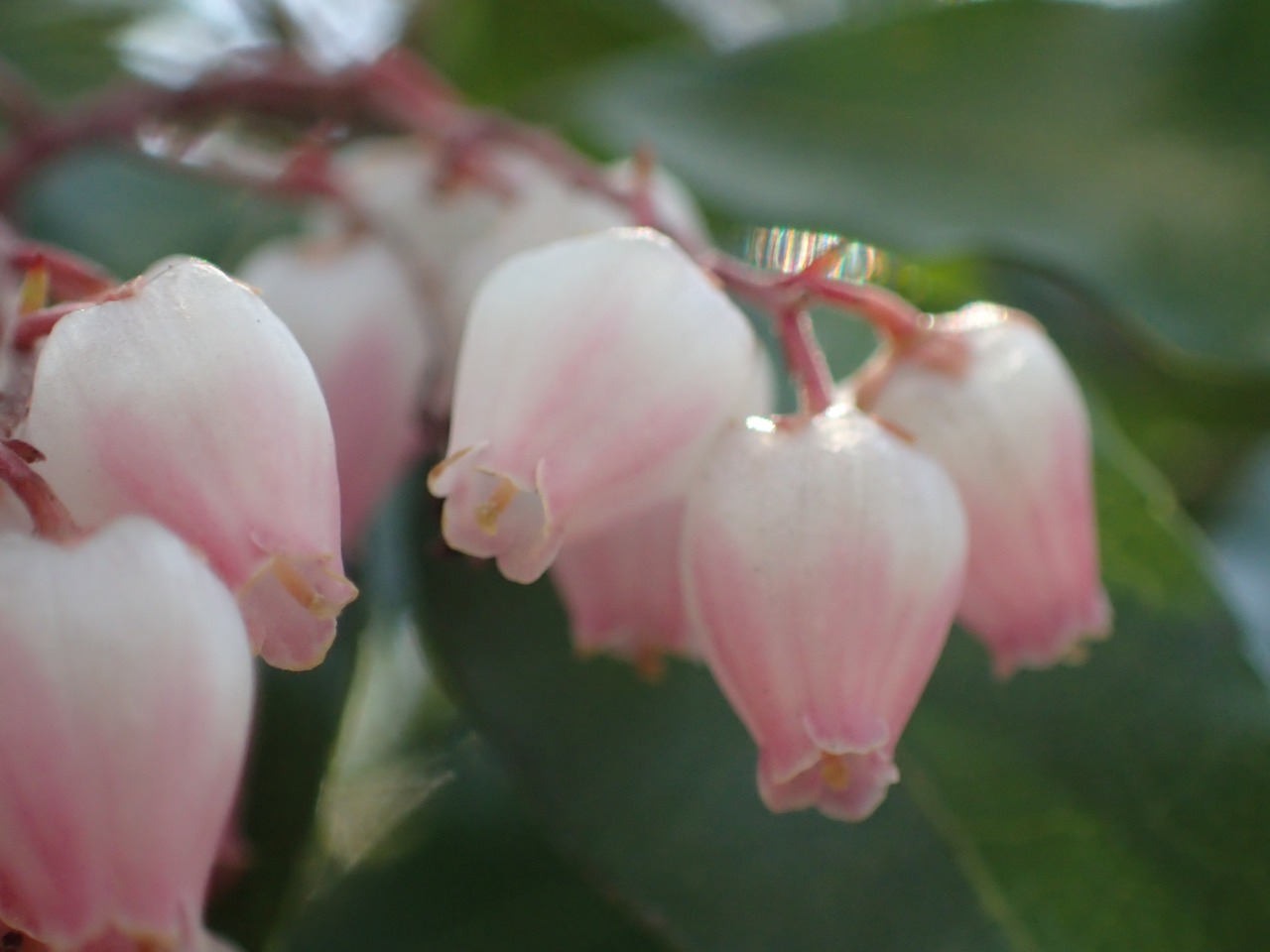 七色の光とアセビ(馬酔木)／アシビ｜カルハ｜coconalaブログ