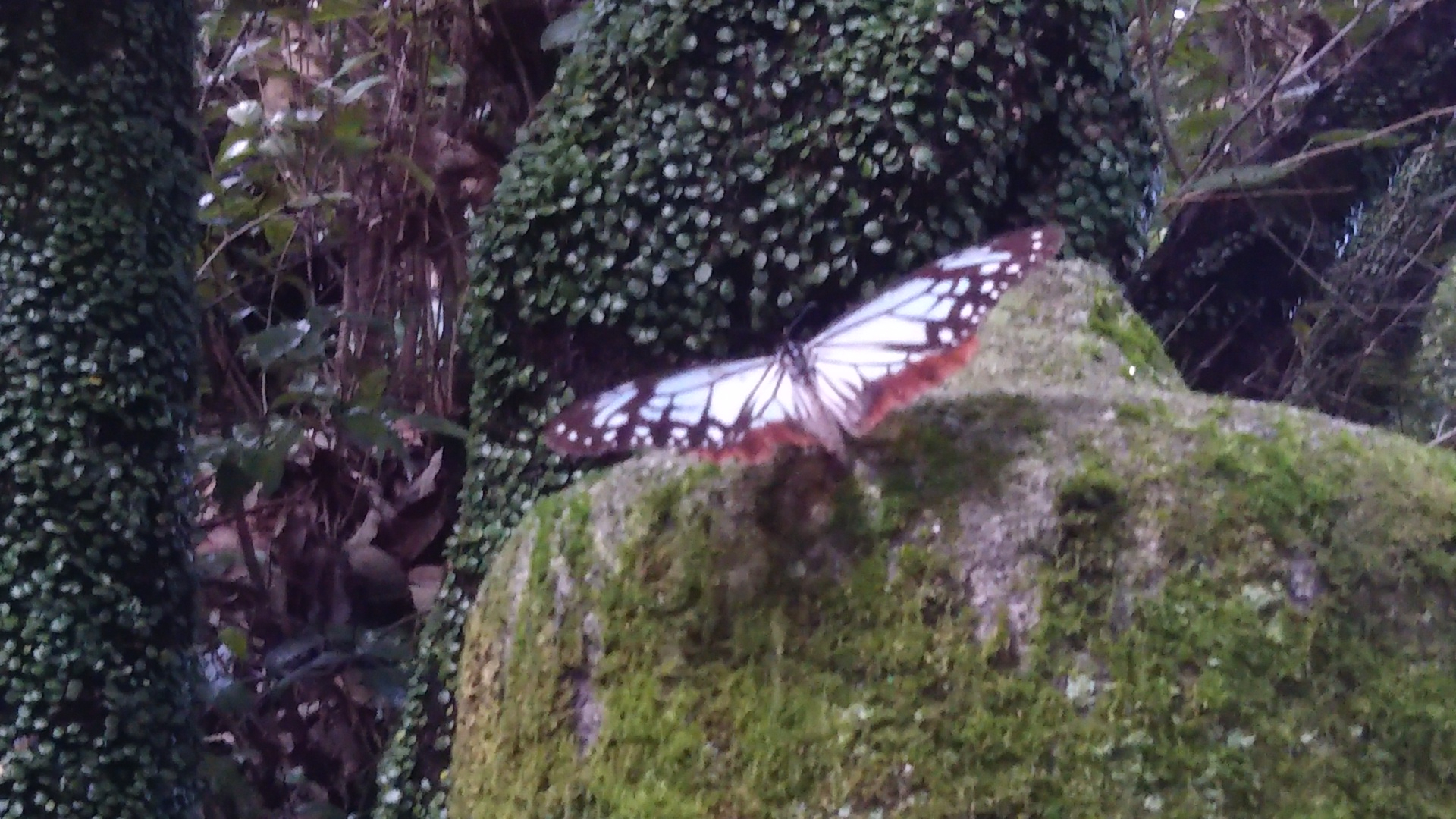 8月だけど岐阜城に浅葱斑｜nuneno｜coconalaブログ