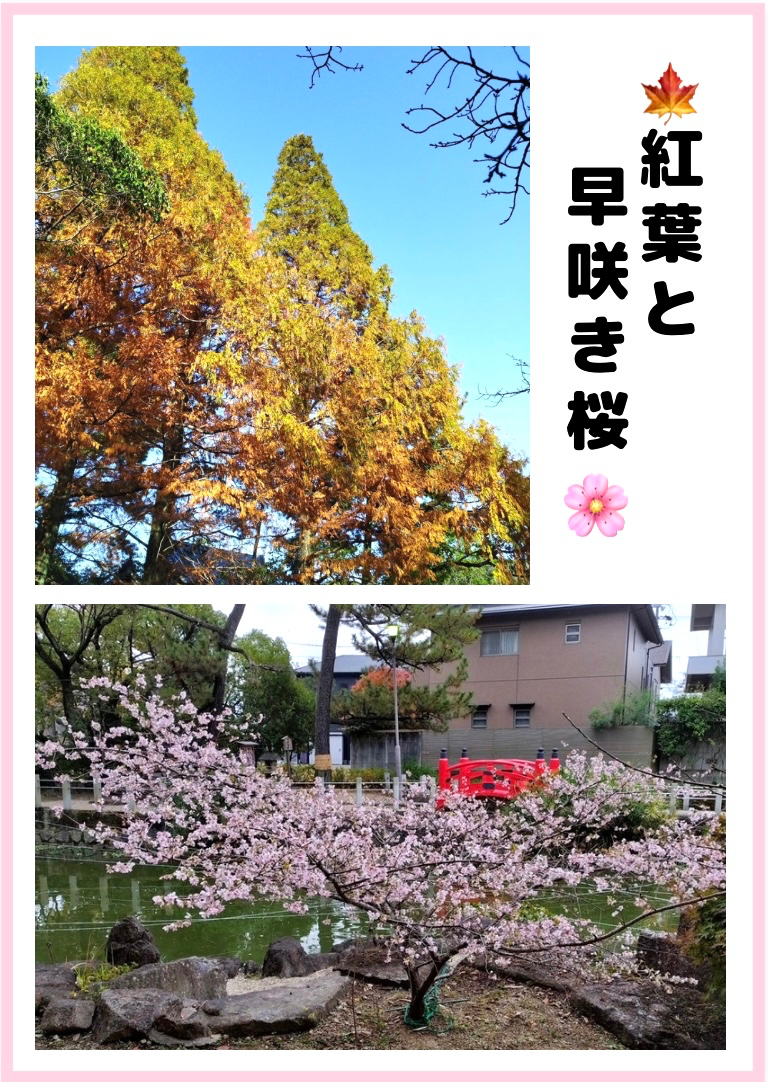 【No.172】Jさん♡素敵なお写真2枚も有り難う♬大切にしますね！｜ゆい ️ ️癒しの心友｜coconalaブログ