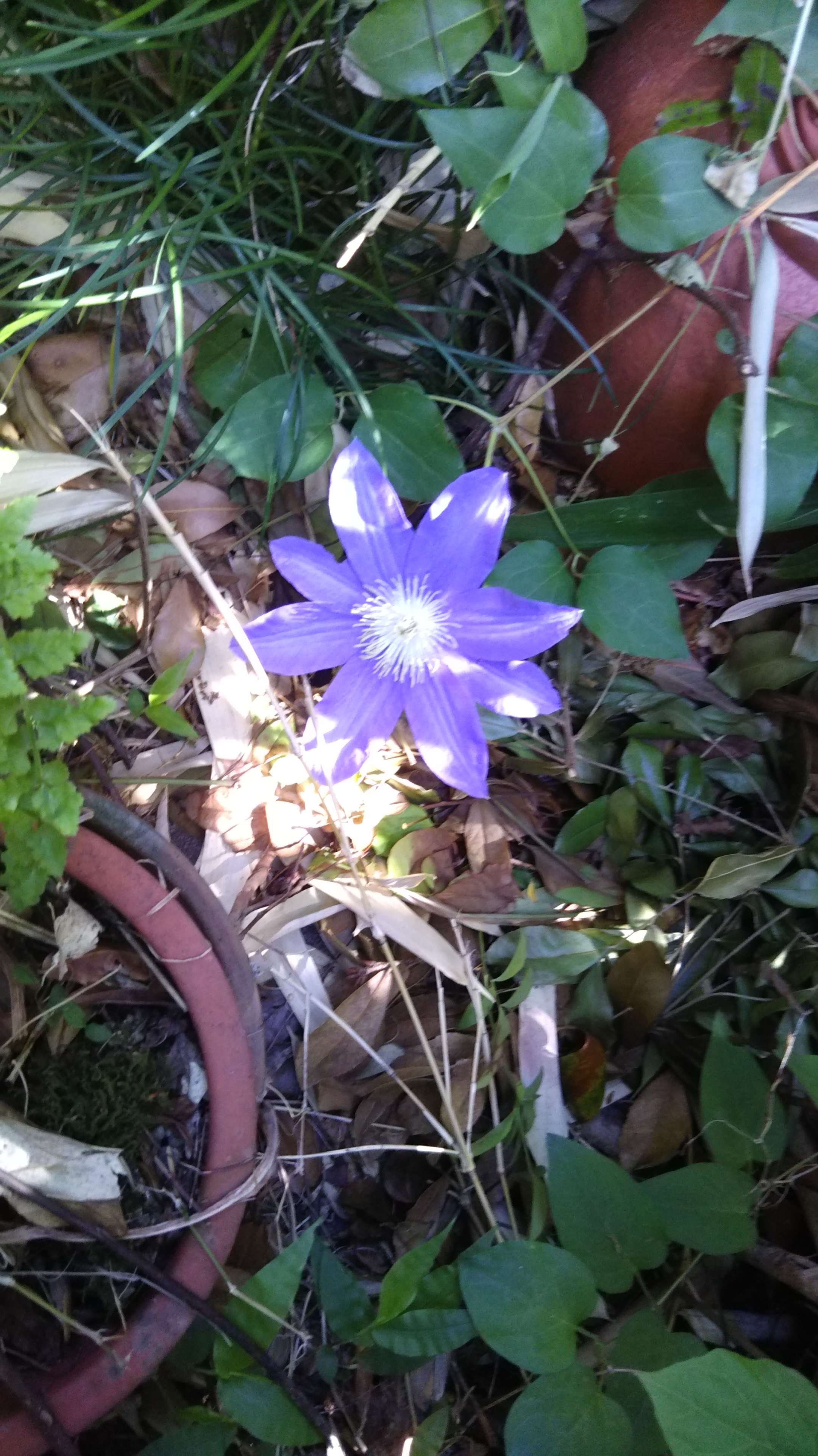 クレマチス_2022｜nuneno｜coconalaブログ