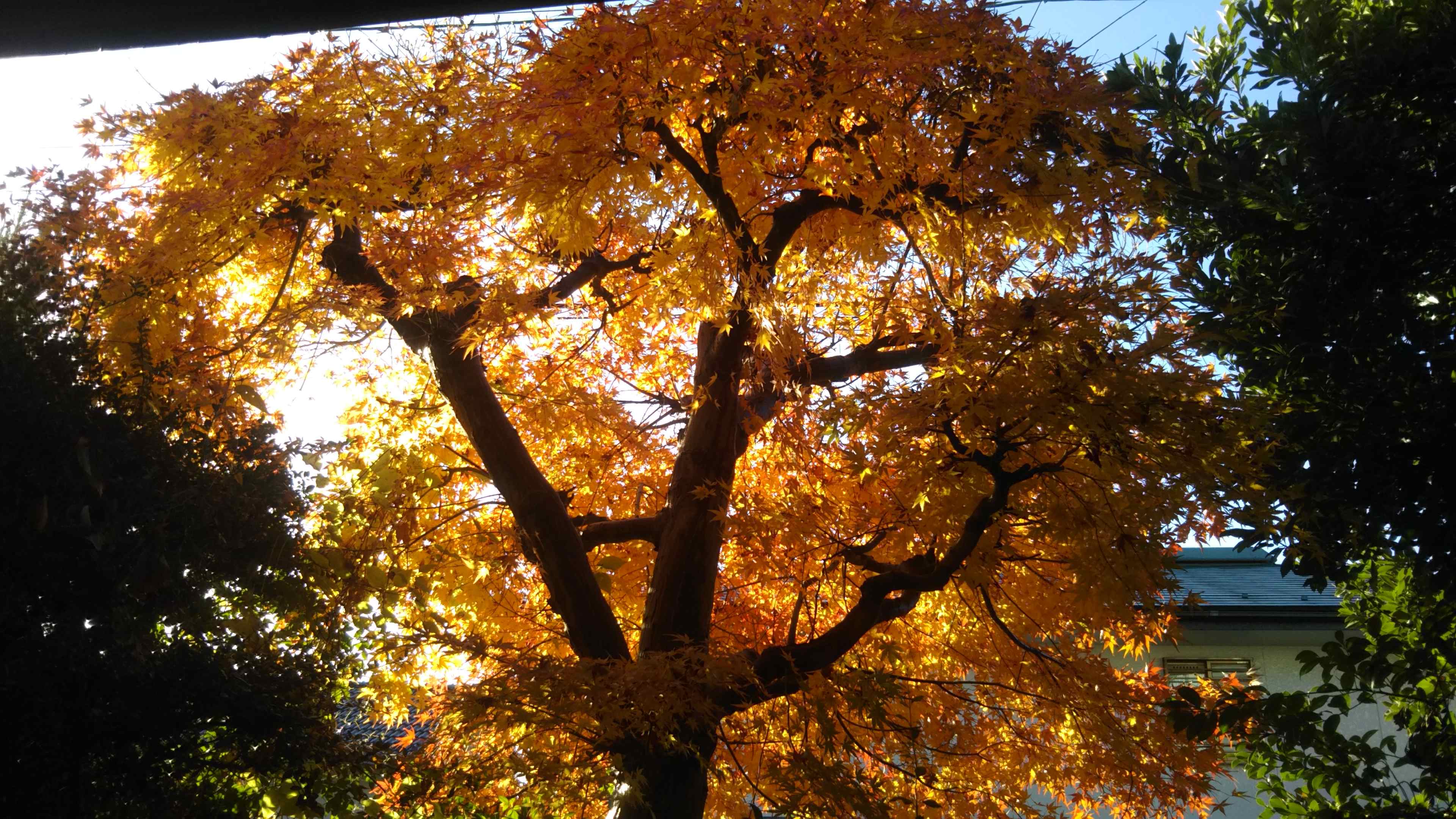 アレコレ12月｜nuneno｜coconalaブログ