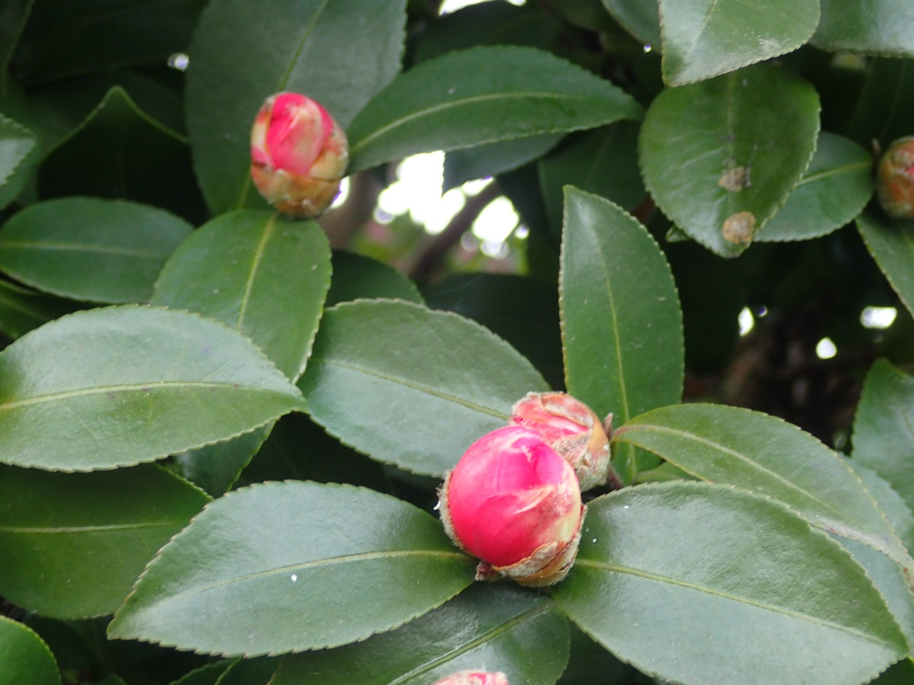 「サザンカ(山茶花)」のようです。花の散り方で椿と見分けられるらしいです。そこまで覚えていない……。←｜カルハ｜coconalaブログ