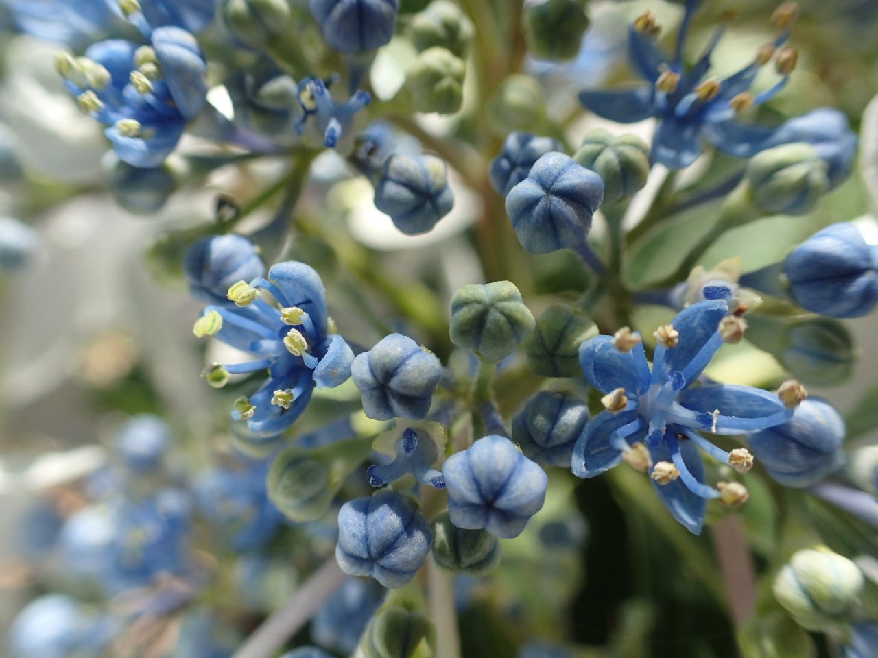 最近これが額紫陽花ガクアジサイだと知ったのですが、中心の青い小花が「両性花」、周りの白いのが「装飾花であり萼片がくへん」じゃぁこの紫陽花の花の色は青ってことになるんですかね？｜カル 