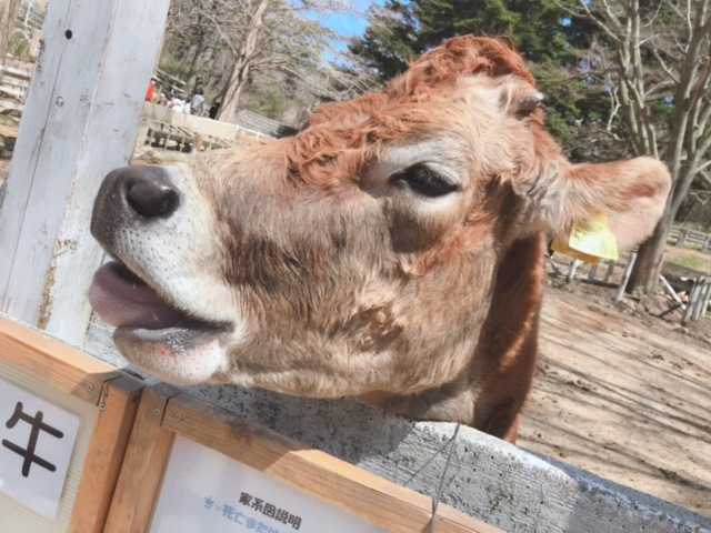 婚活・恋活は何度か会ってから判断しよう｜やまだ☘️心と頭がスッキリ整うサロン｜coconalaブログ