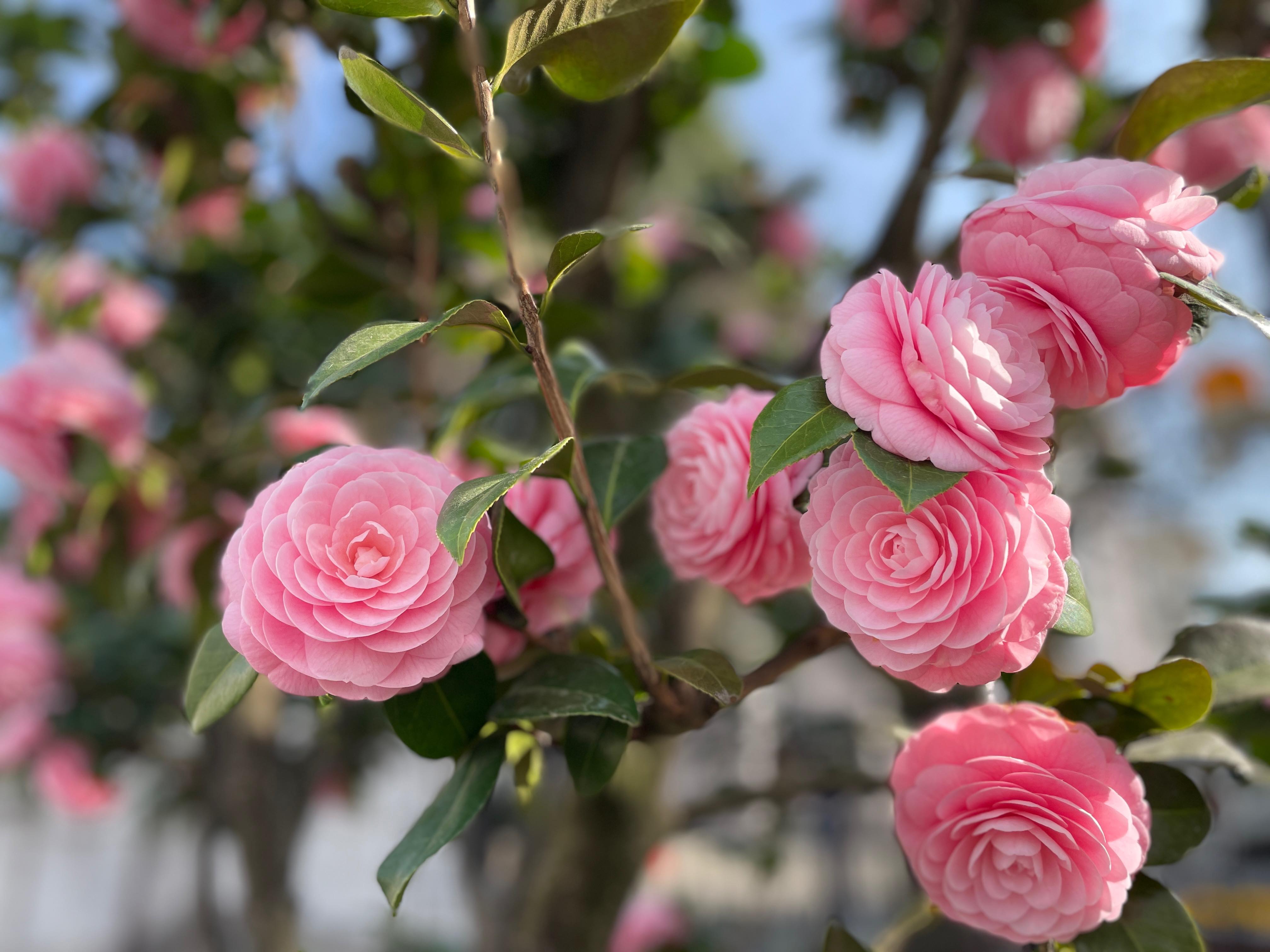 良いも悪いも無い｜cocoroココロ｜coconalaブログ