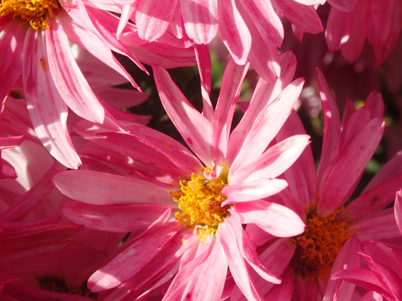 キク...Googleの画像検索候補より。｜カルハ｜coconalaブログ