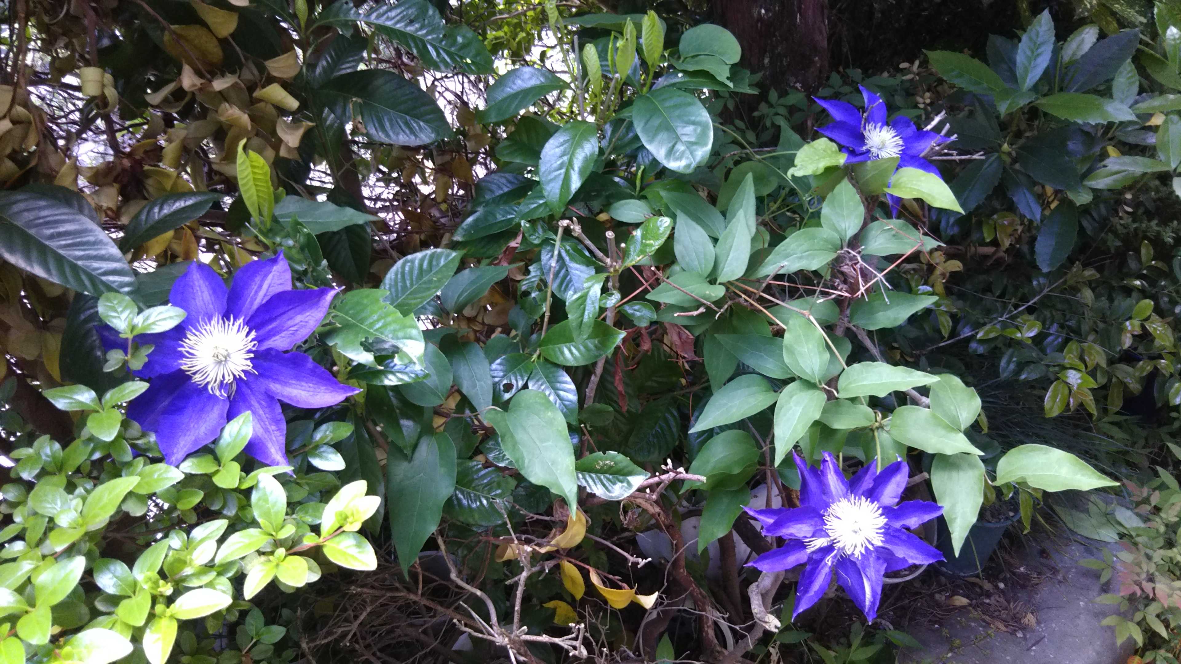 クレマチス_2022｜nuneno｜coconalaブログ