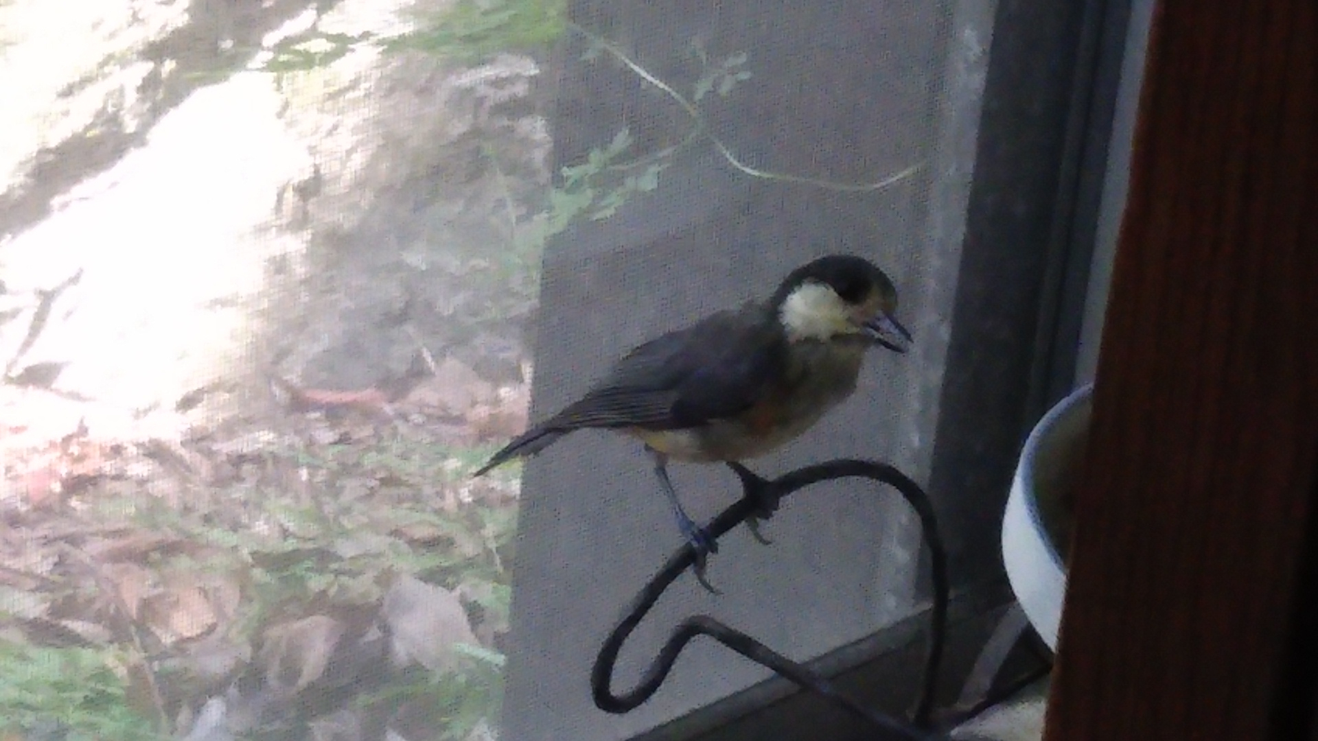 7月アレコレ｜nuneno｜coconalaブログ