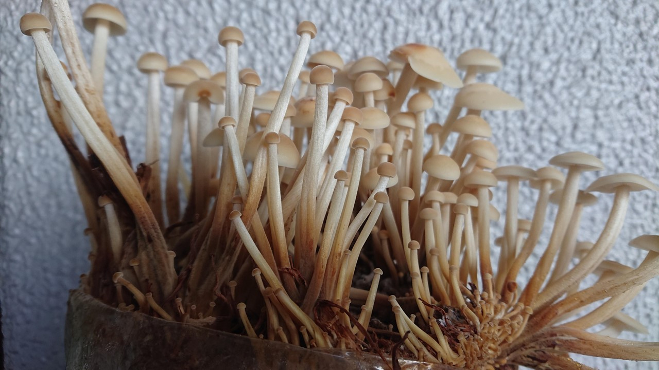 きのこ（キノコ、紅茶キノコ）｜599 KAMOSHIKA｜coconalaブログ