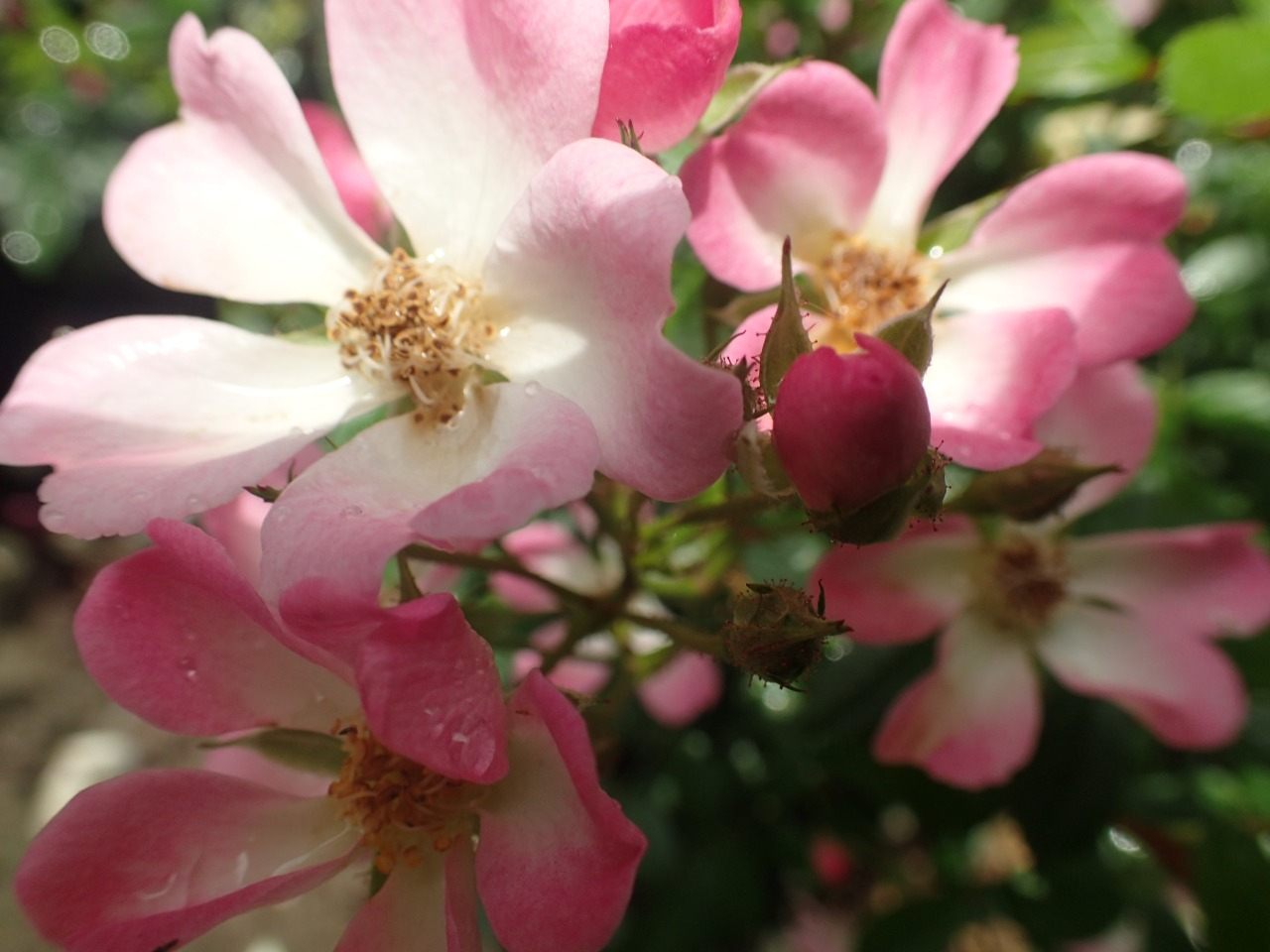 ミニバラ（種類についてはよくわかりません）｜カルハ｜coconalaブログ