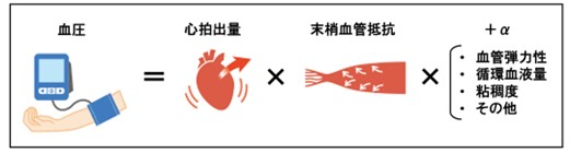 40 健康診断で「血圧が高い」と指摘…高血圧になるのはなぜ？｜紫光【SHIKO】遠隔透視鑑定士｜coconalaブログ
