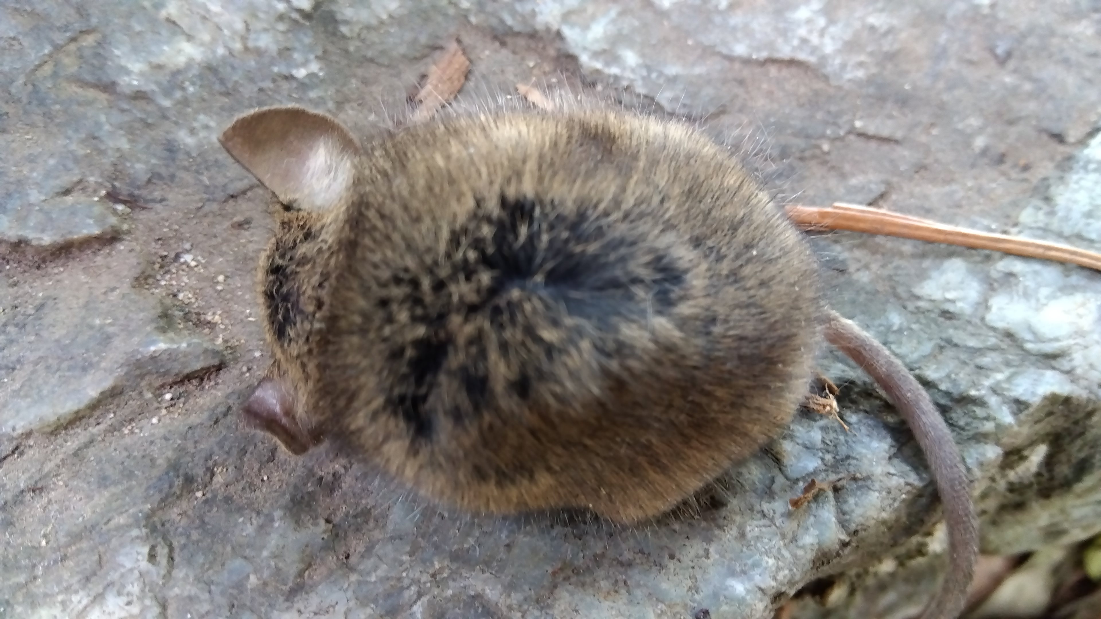 二十日を隔壁閉鎖！？｜nuneno｜coconalaブログ