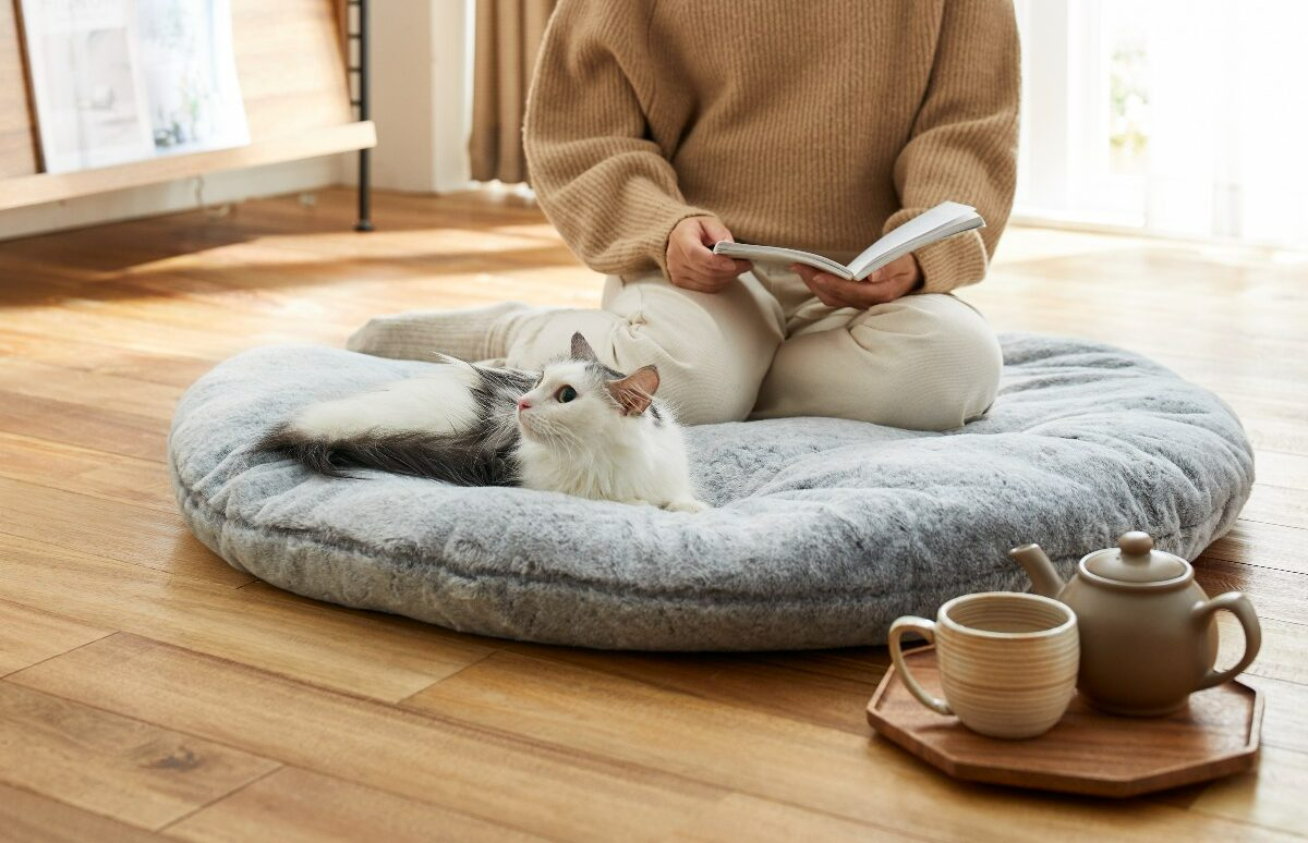 178 「まるで猫！」手触りの毛布やクッション、5時間で完売｜遠隔透視鑑定師・すずか ｜coconalaブログ