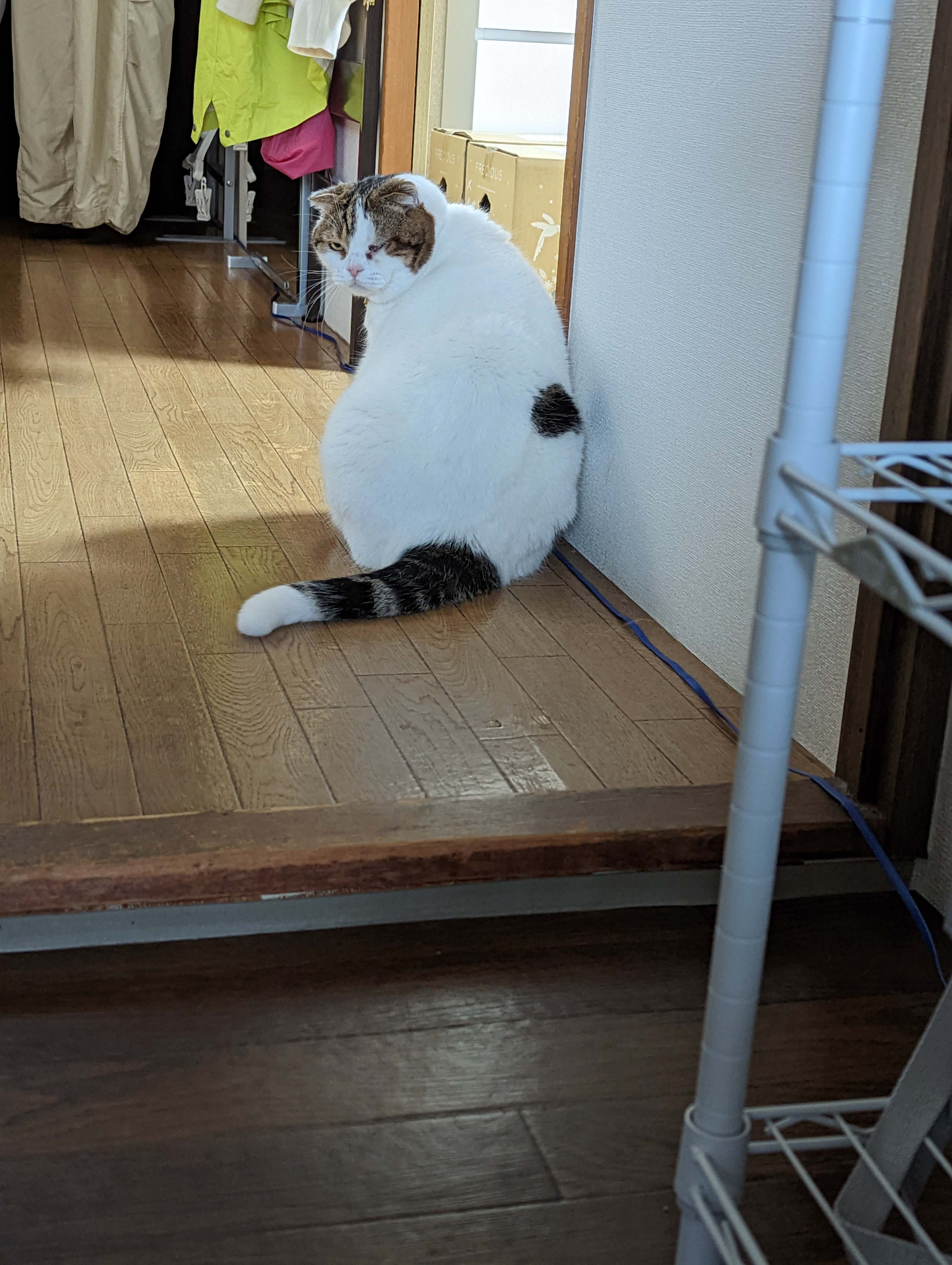 日本企業は値上げが下手？｜Sachiko Uchiyama｜coconalaブログ