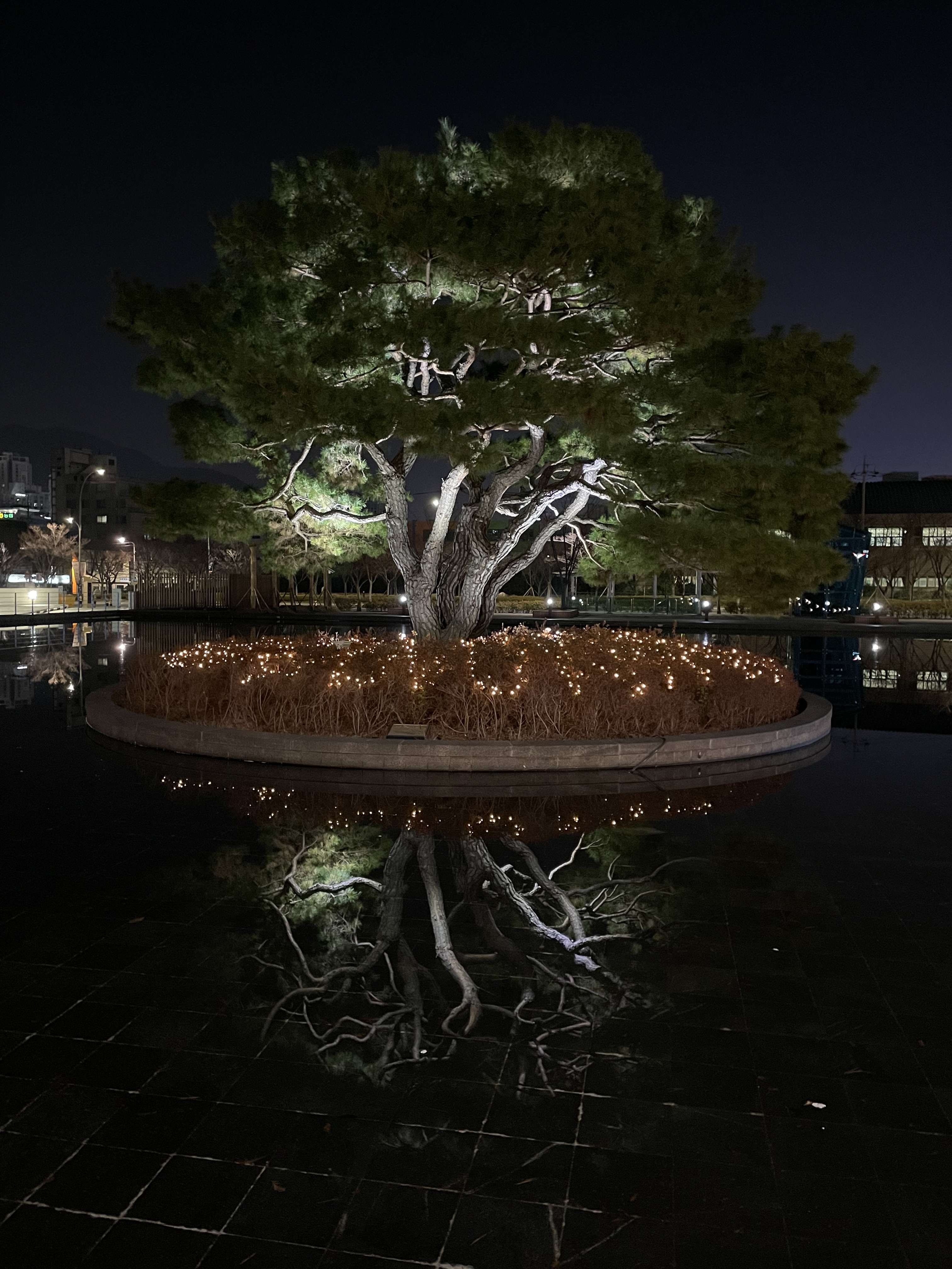 韓国・釜山旅行 1日目（西面でサムギョプサルやカフェ）｜ハチドリ KR｜coconalaブログ