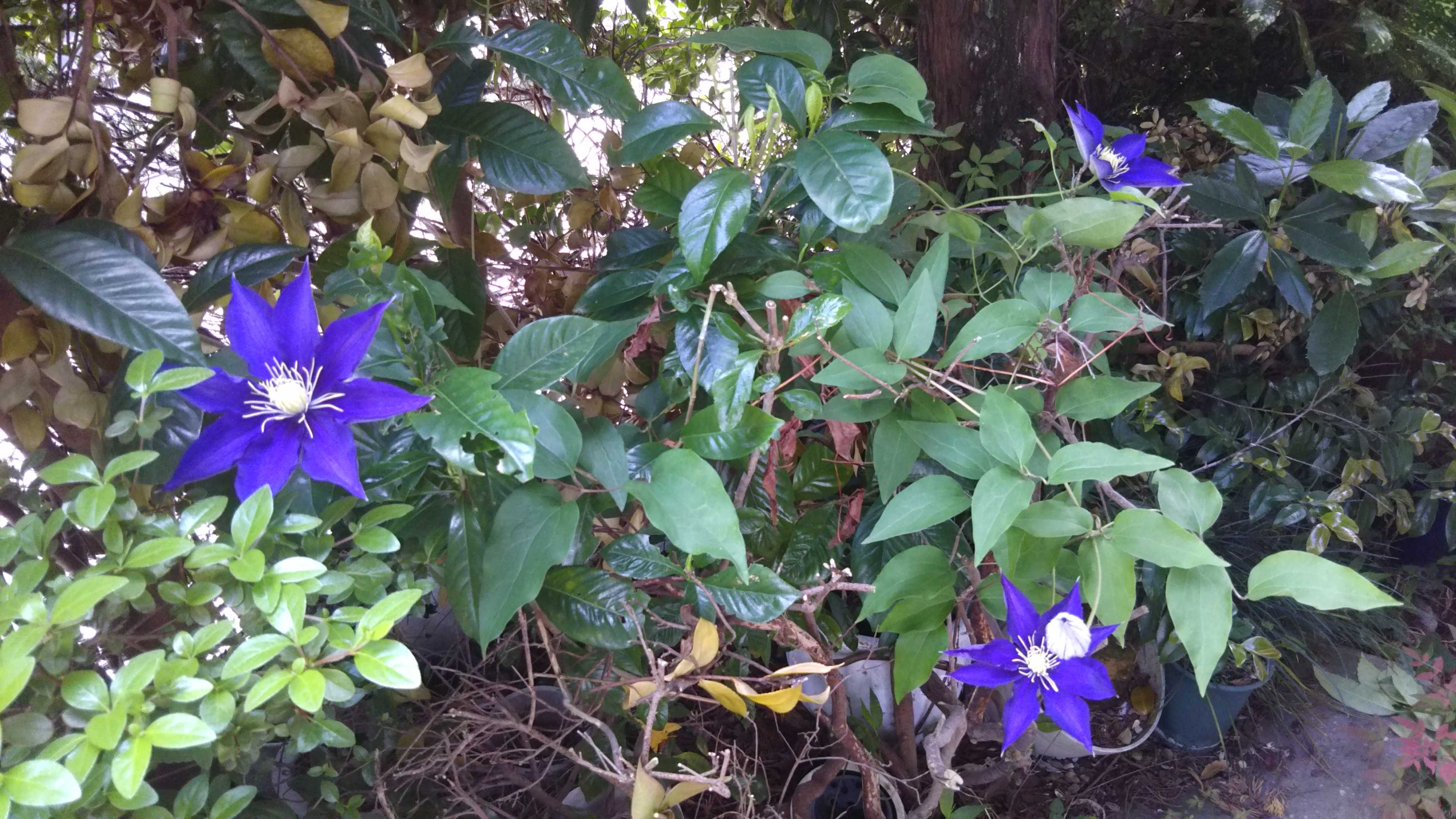 クレマチス_2022｜nuneno｜coconalaブログ