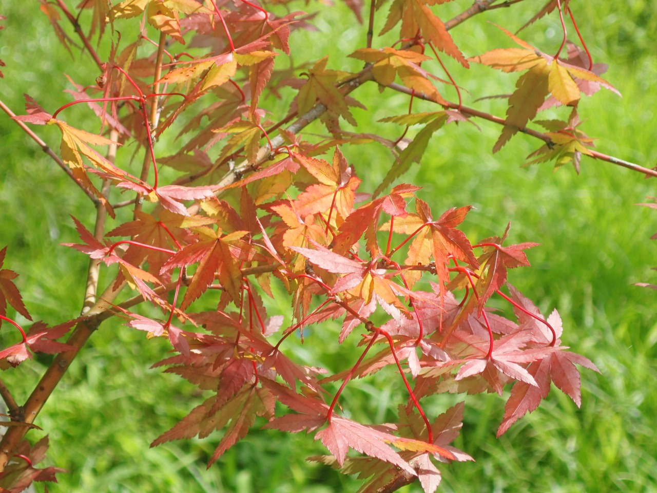 もみじの夏｜カルハ｜coconalaブログ