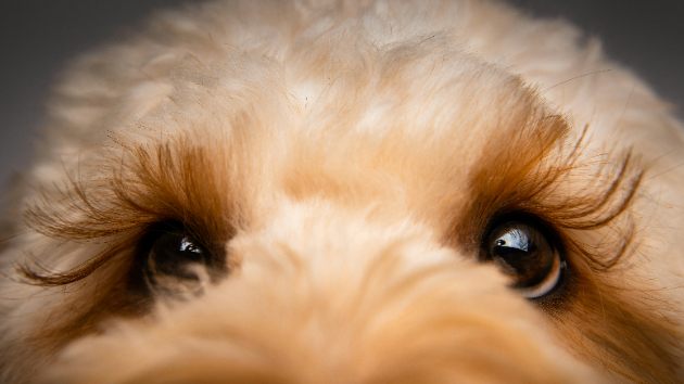 わんちゃんに時間の感覚はあるの？｜Rey奈 ＊ ドッグライフアドバイザー｜coconalaブログ