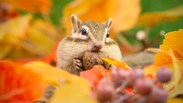 行楽の秋 自分がしたいことやっていこう｜Aya♡愛と光のスピリチュアルガイド｜coconalaブログ