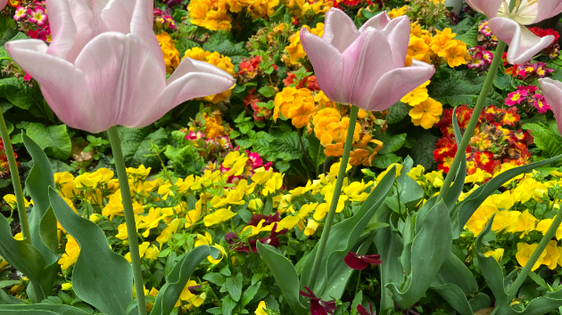 花と人との関係・・・｜ryuan1997｜coconalaブログ