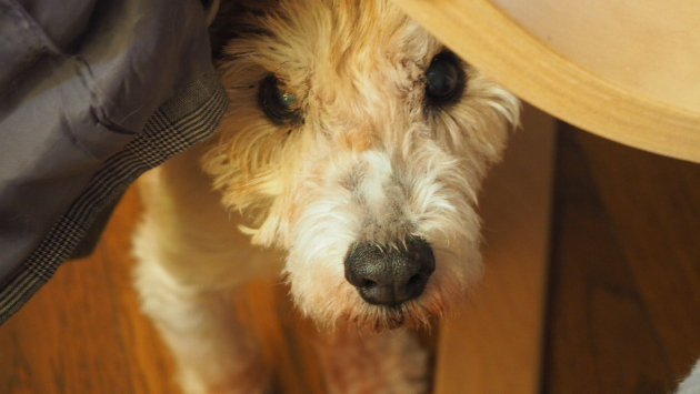 少し、昔のコイバナ。｜ルノルマンRIHO｜coconalaブログ