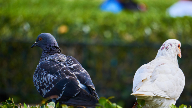 【準1ライティング便利表現140】contradiction｜ハチドリ KR｜coconalaブログ