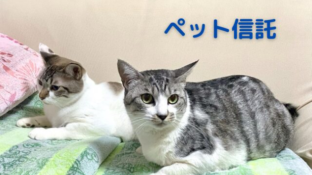 大切なペットを守る！ペット信託のケース別適用事例と他の制度との比較｜行政書士たかはし法務・FP事務所｜coconalaブログ