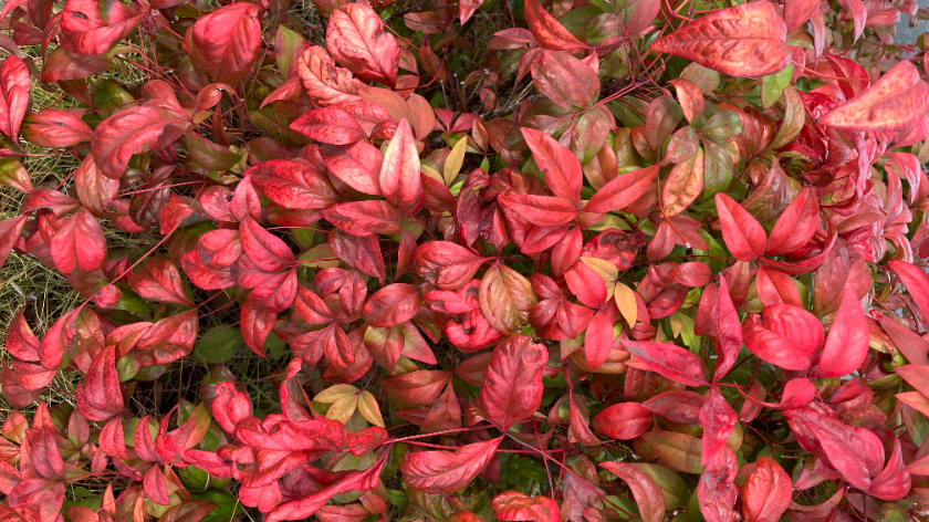 デザイナー・コンサルティング｜ryuan1997｜coconalaブログ