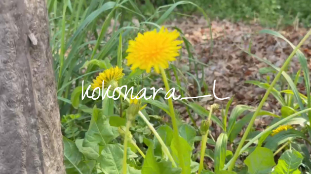 〇〇〇〇見つけた 。.｜える・L｜coconalaブログ