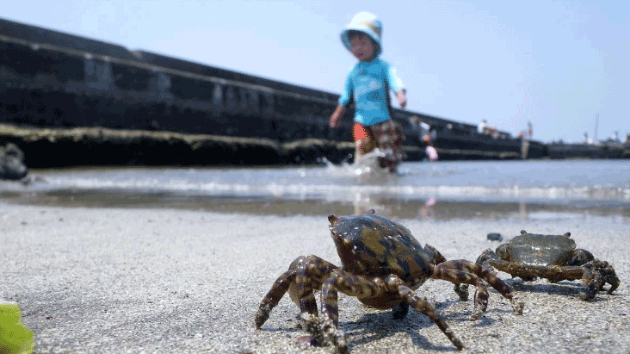 自分で食べるだけ…｜紫光【SHIKO】｜coconalaブログ