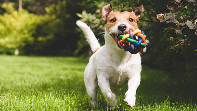 愛犬にどんなおもちゃをあげたらいいの？｜Rey奈 ＊ ドッグライフアドバイザー｜coconalaブログ