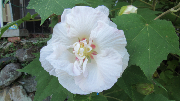 相談サービス始めました！｜北斗nanahoshi｜coconalaブログ