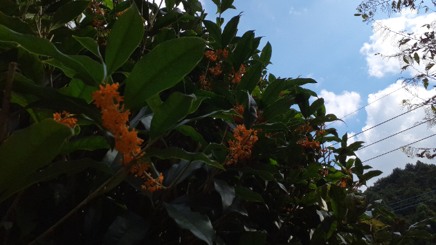 みどり＠0809ブログ一覧｜coconalaブログ