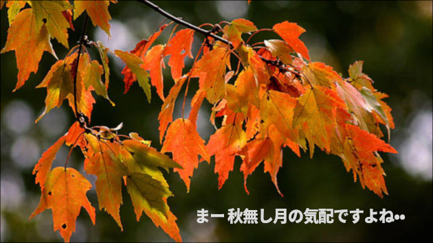 走馬燈｜くぬぎ亭｜coconalaブログ