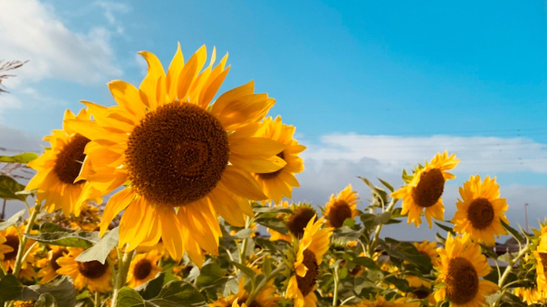 憧れ｜こちみちゃん｜coconalaブログ