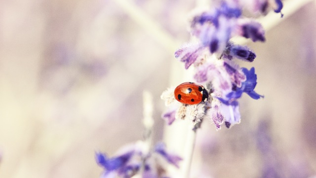 幸運へと意識をシフト｜murmur123｜coconalaブログ