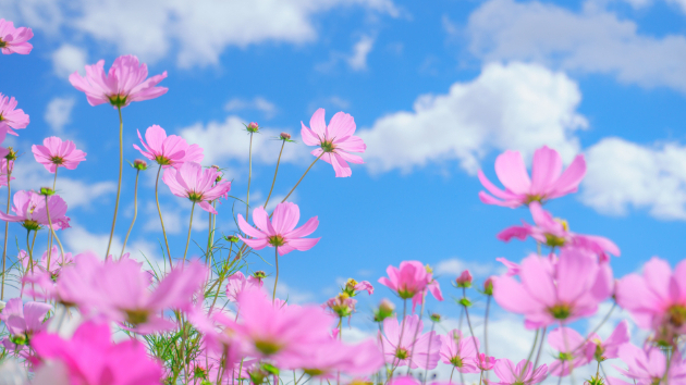 チャットサービス増えました｜＊Teo＊｜coconalaブログ