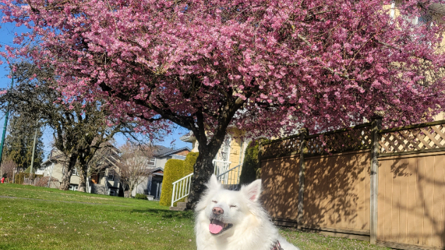 ココナラでのサービス開始しました☆｜VancLeafのYui｜coconalaブログ