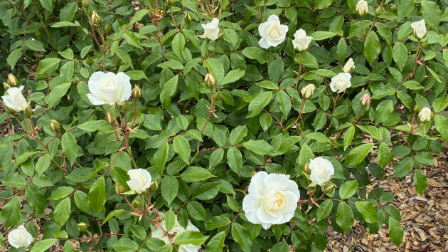 タフティって知っていますか｜＊Teo＊｜coconalaブログ