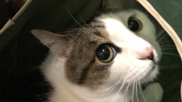 のうびとれいブログ一覧(3ページ目)｜coconalaブログ